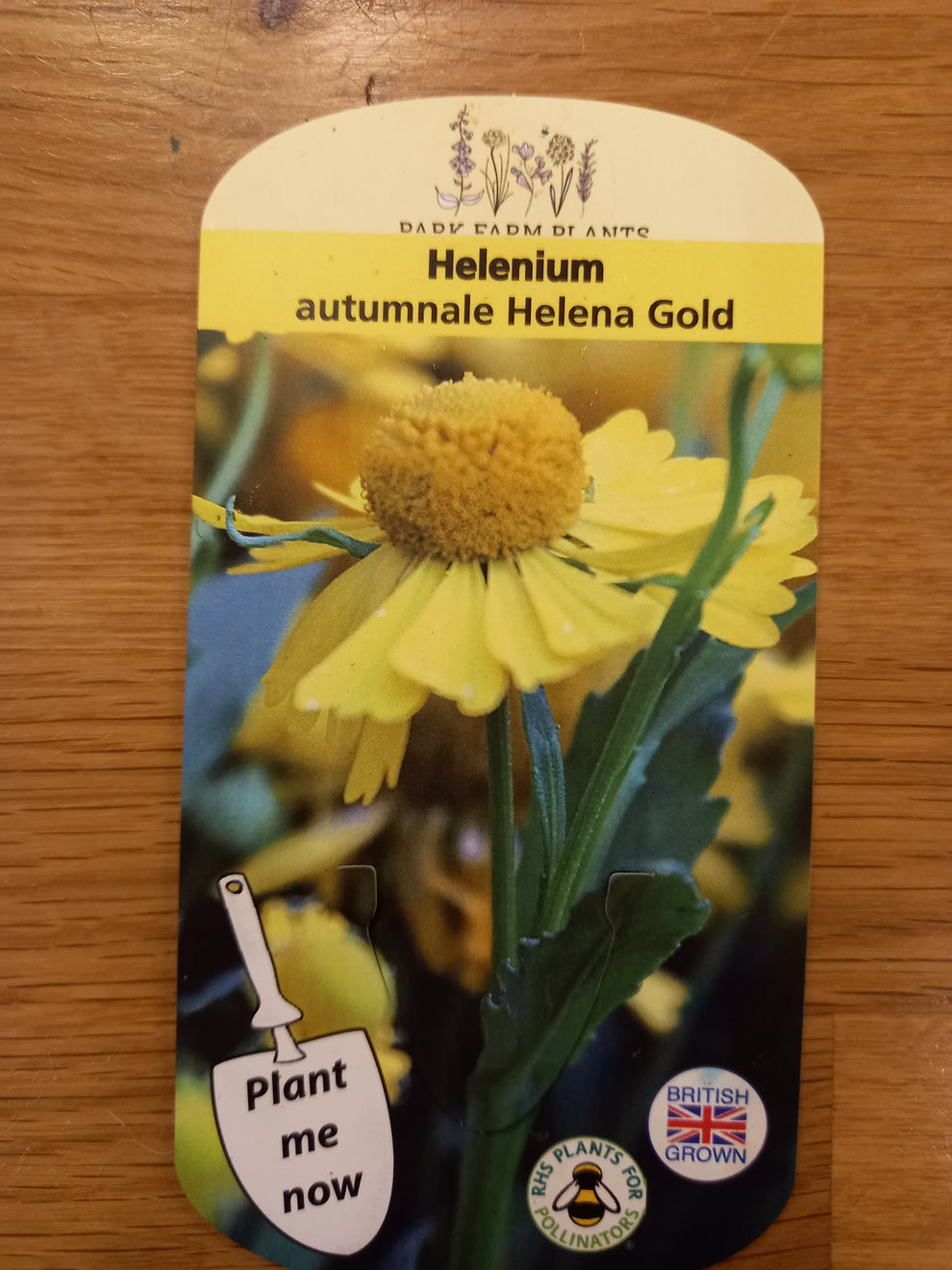 Helenium autumnale Helena Gold – Park Farm Plants