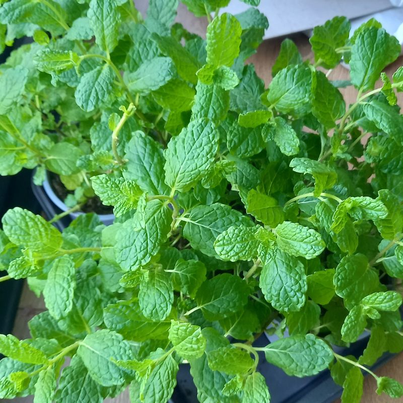 Mint, Common - MENTHA spicata - Culinary Mint – Park Farm Plants