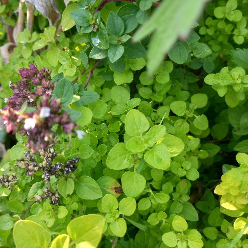 Marjoram, Compact - ORIGANUM vulgare 'Compactum' – Park Farm Plants