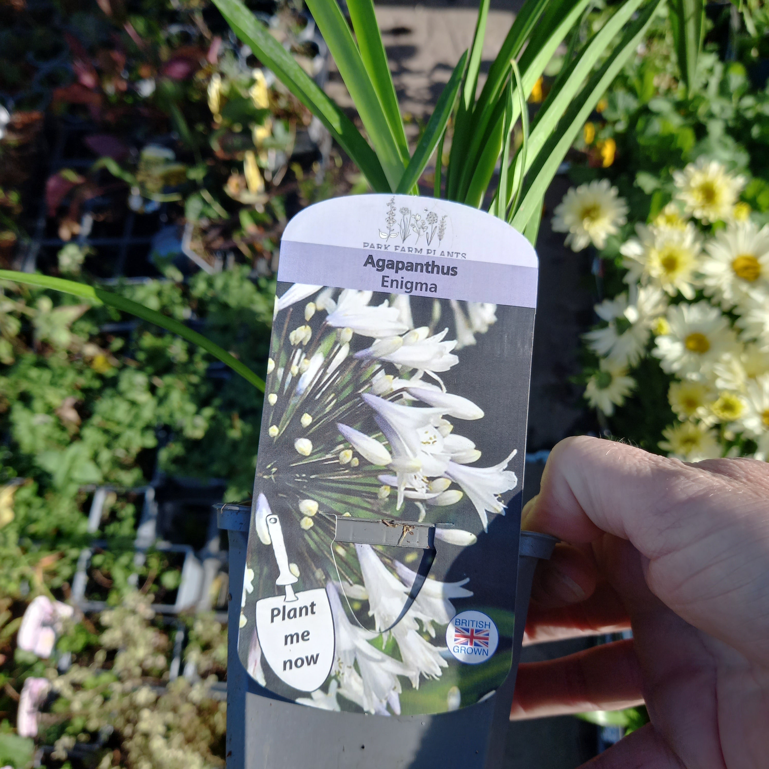 African Lily - AGAPANTHUS Enigma – Park Farm Plants