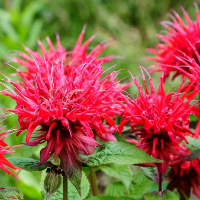 Bergamot, Bee Balm - MONARDA didyma 'Red Shades' – Park Farm Plants