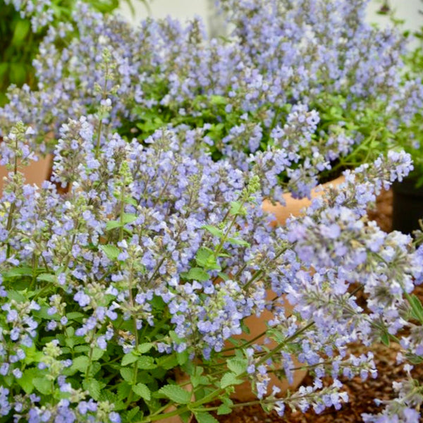 Catmint - NEPETA faassenii 'Purrsian Blue' – Park Farm Plants