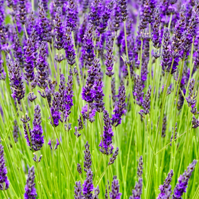 Lavender - LAVANDULA x intermedia 'Grosso' - Fat Lavender – Park Farm ...