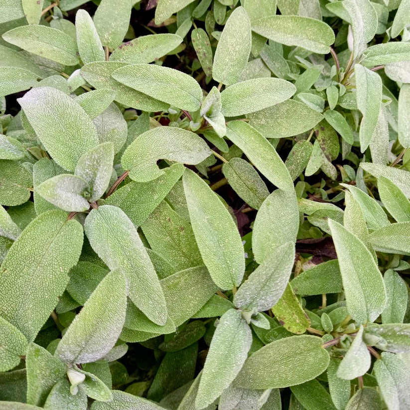 Sage, Common Green Herb - SALVIA officinalis 'Common Broad Leaf' – Park ...