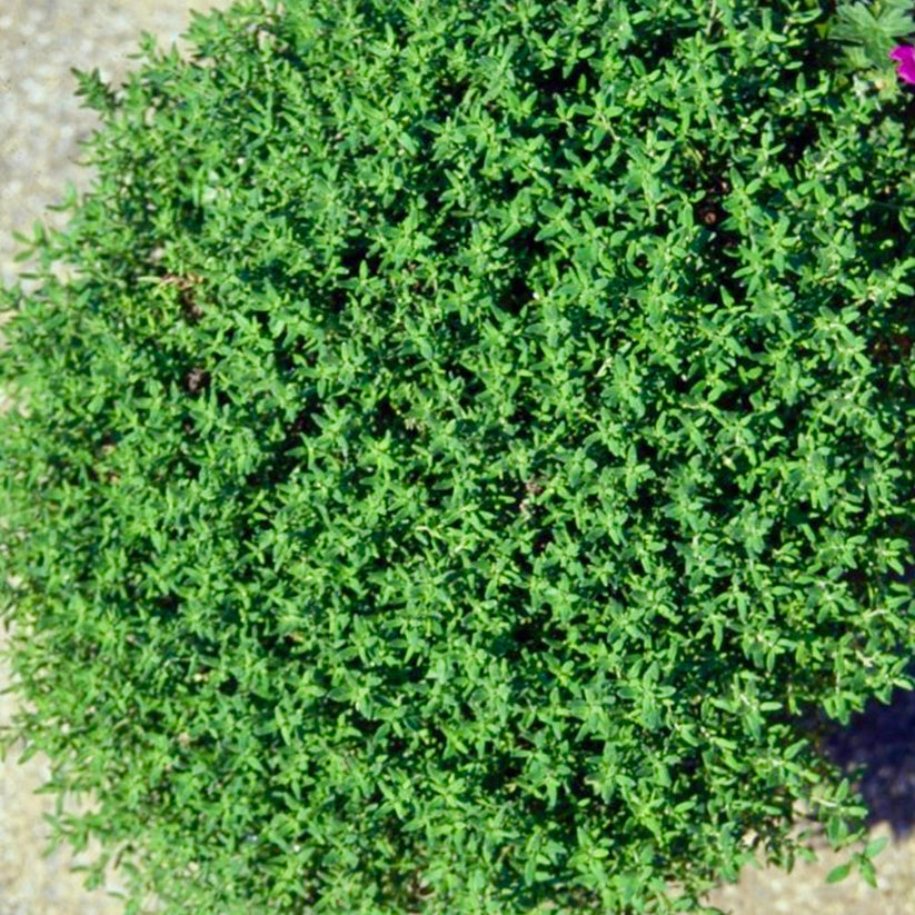 Thyme, Common - THYMUS vulgaris – Park Farm Plants